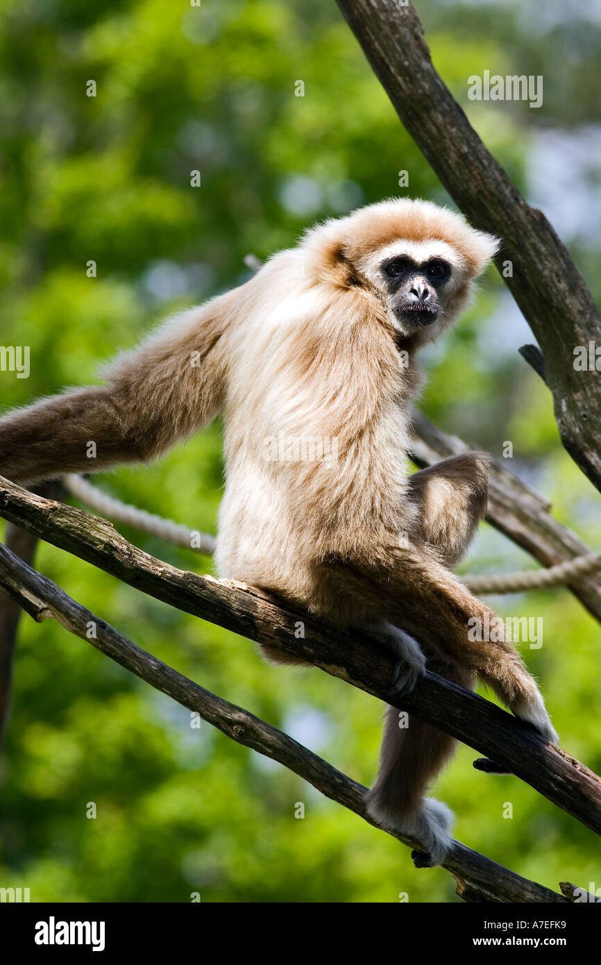 White-handed Gibbon (Hylobates lar Stock Photo - Alamy