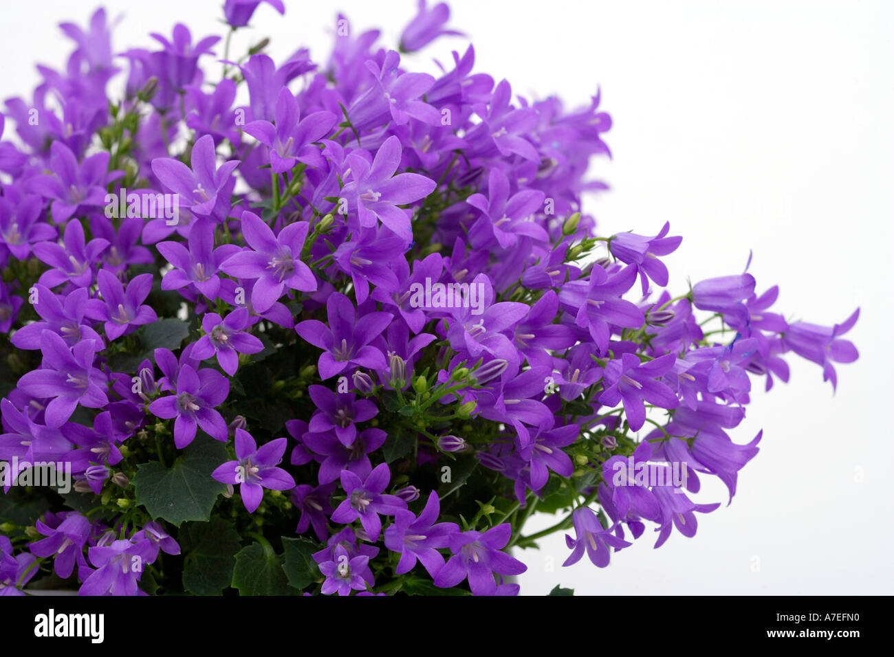 White harebell hi-res stock photography and images - Alamy