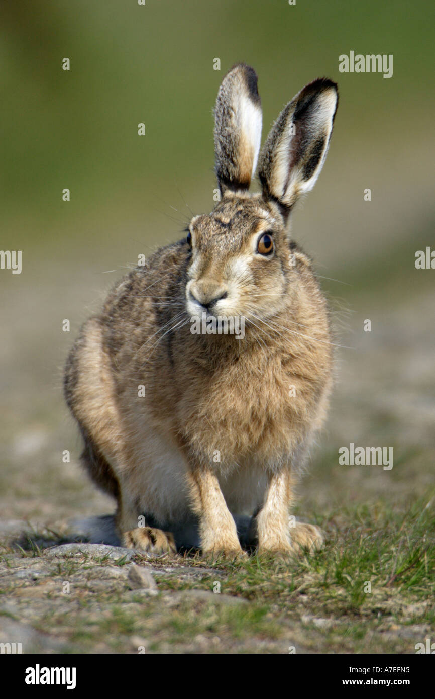 European Brown Hare Lepus europaeus Stock Photo - Alamy