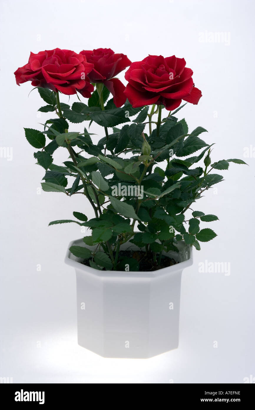 Potted roses gift hi-res stock photography and images - Alamy