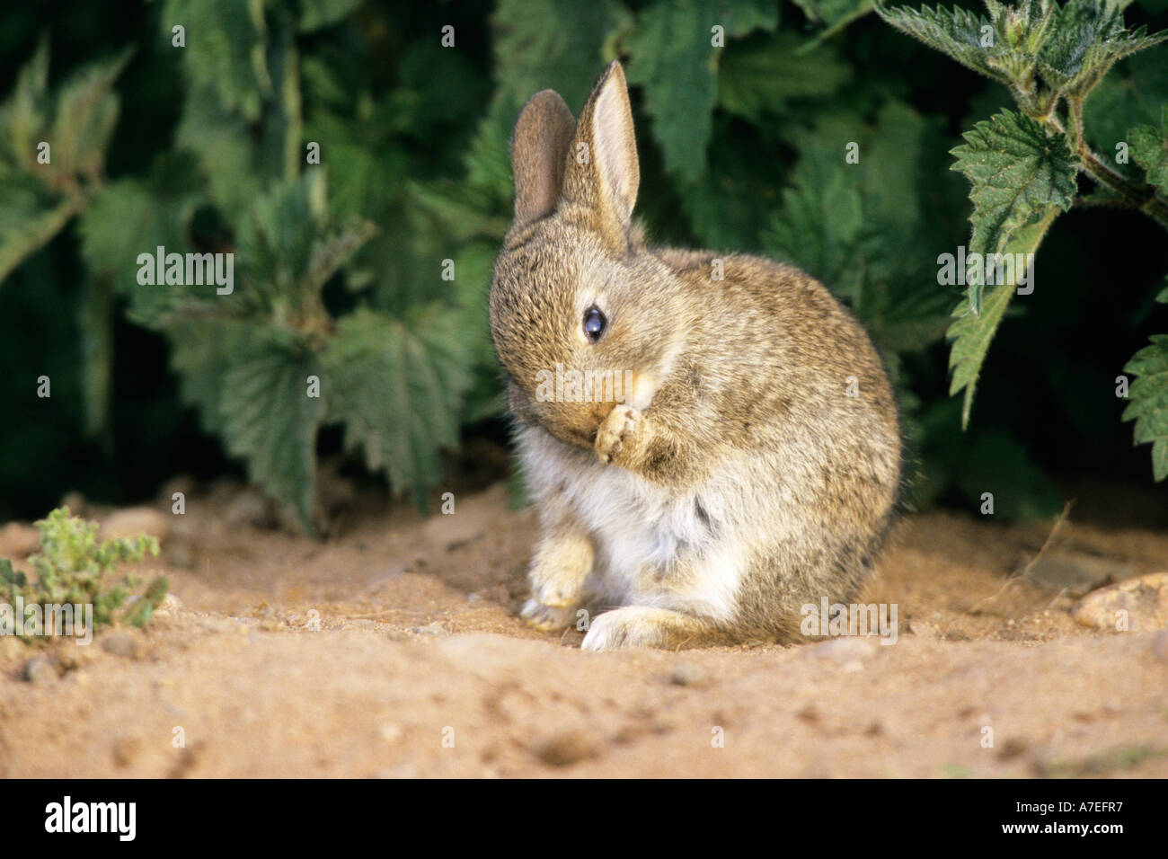 Wild Rabbit Oryctolagus cuniculus Stock Photo - Alamy
