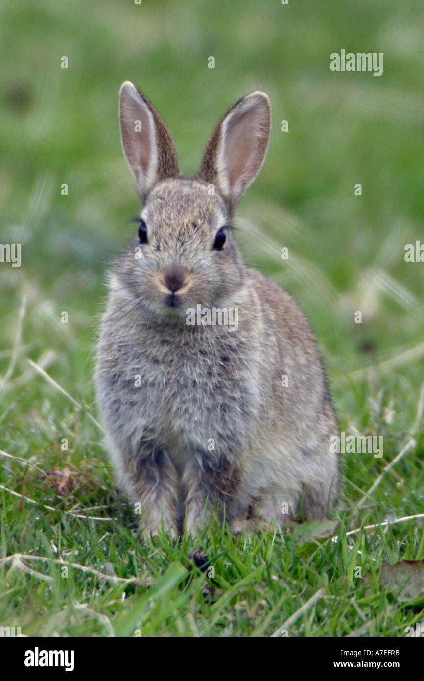Wild Rabbit Oryctolagus cuniculus Stock Photo - Alamy