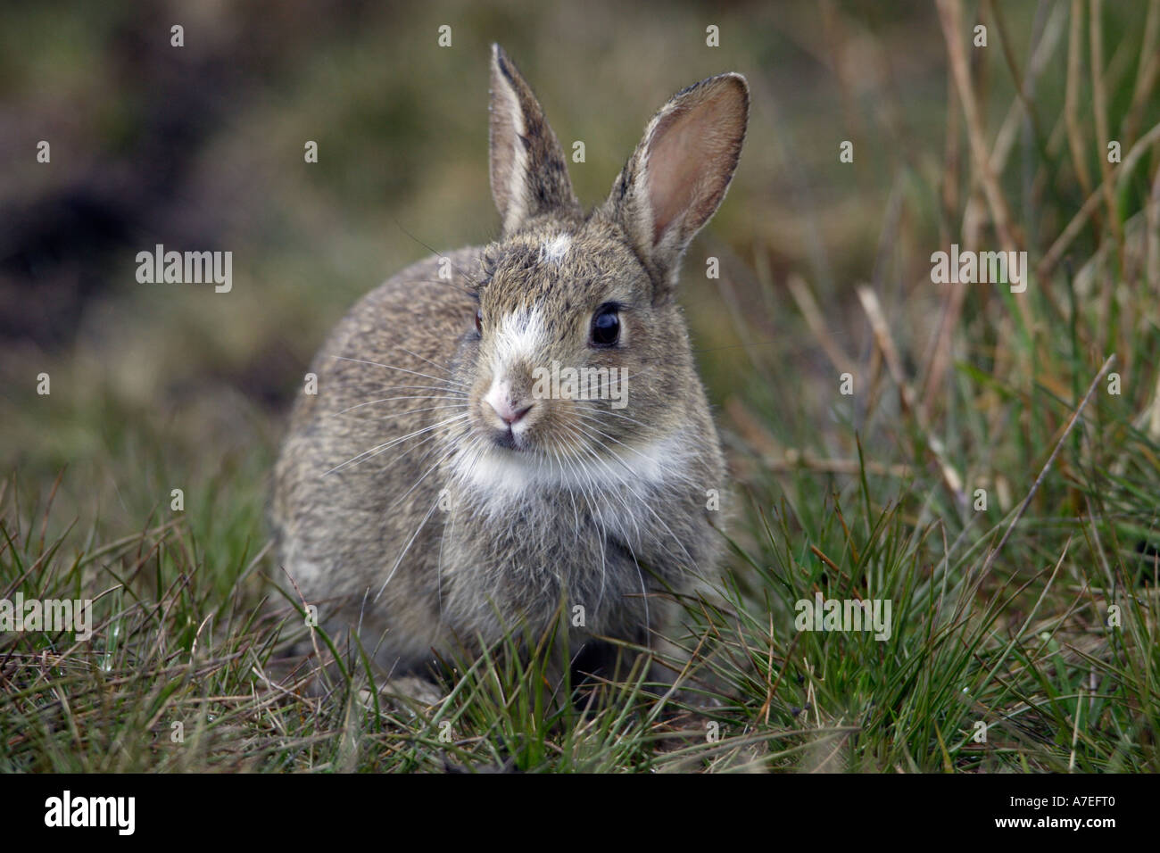 Rabbit with patches hi-res stock photography and images - Alamy