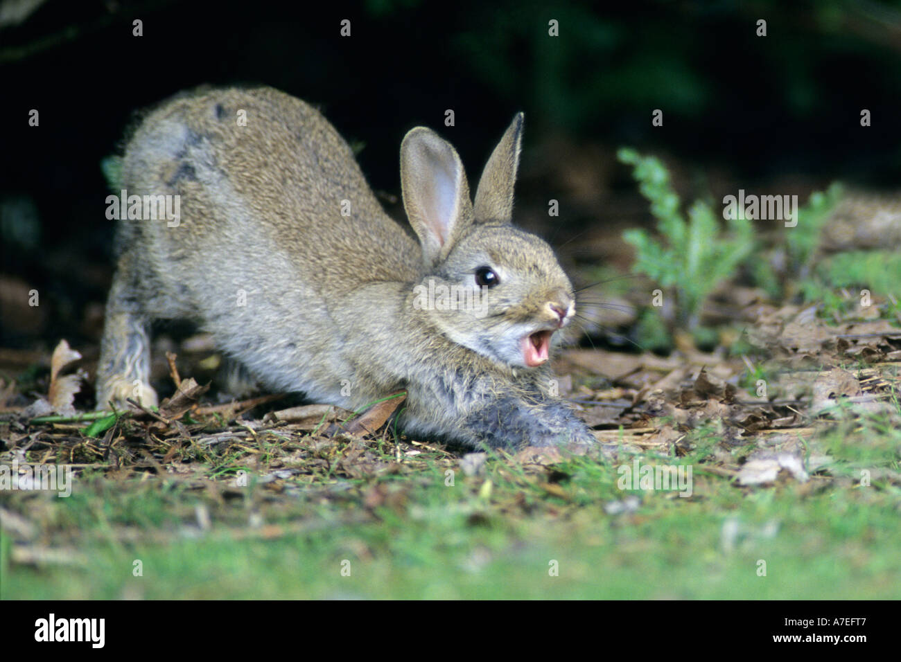Wild rabbit stretching hi-res stock photography and images - Alamy