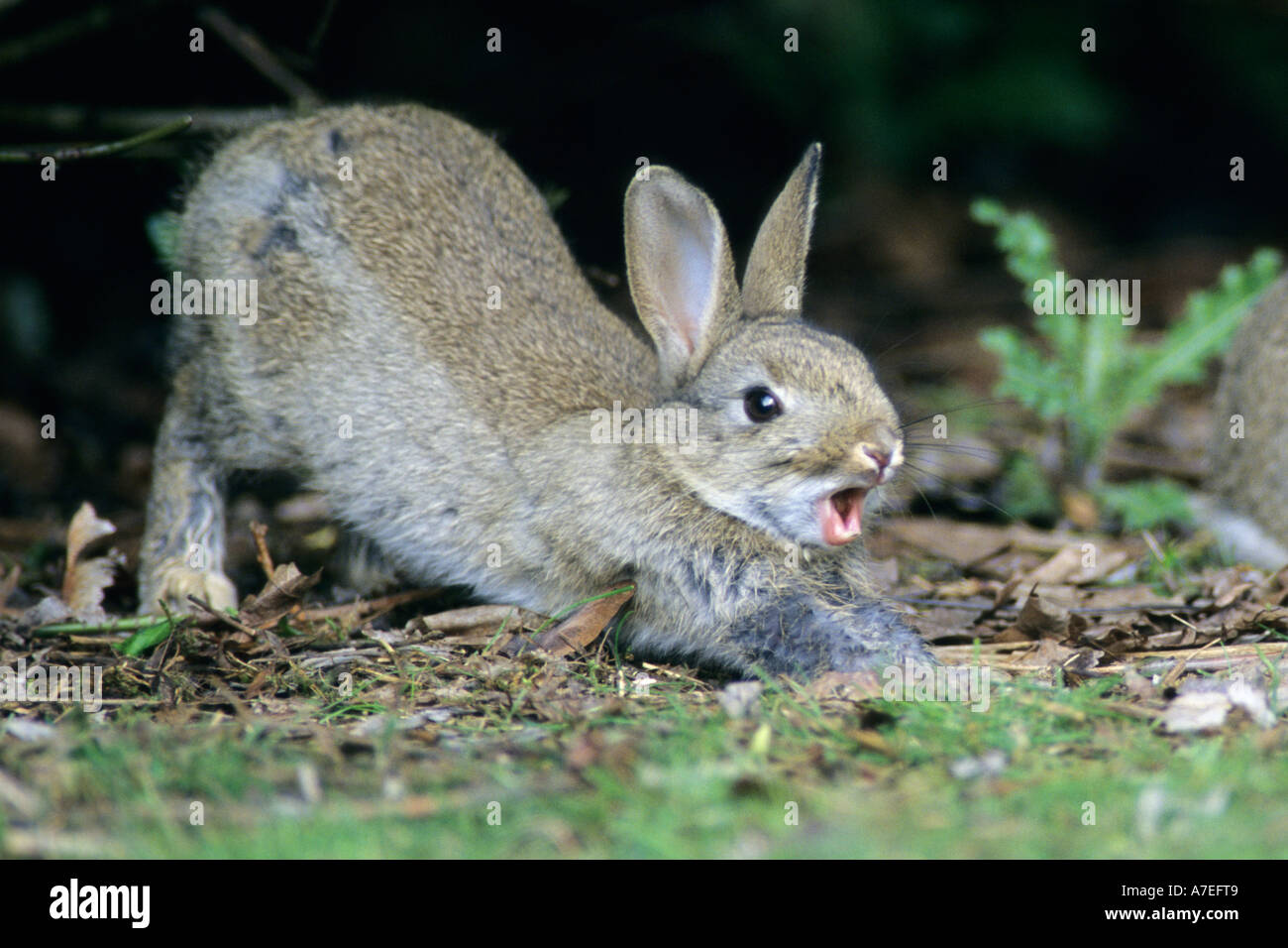 Yawning Rabbit High Resolution Stock Photography and Images - Alamy