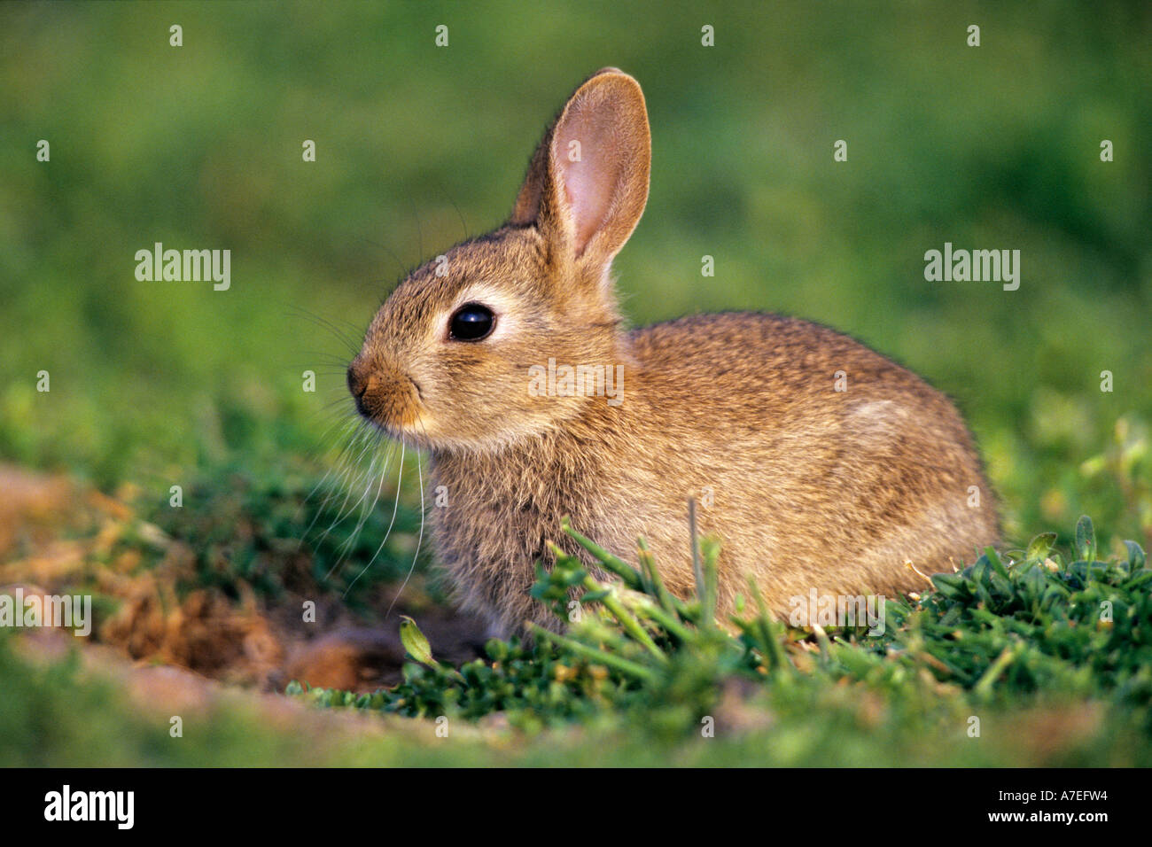 Sidewards view hi-res stock photography and images - Alamy
