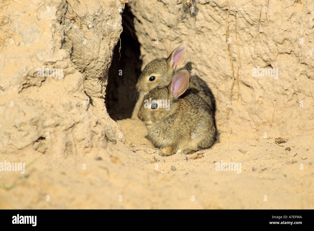 Wild Rabbit Oryctolagus cuniculus Stock Photo - Alamy