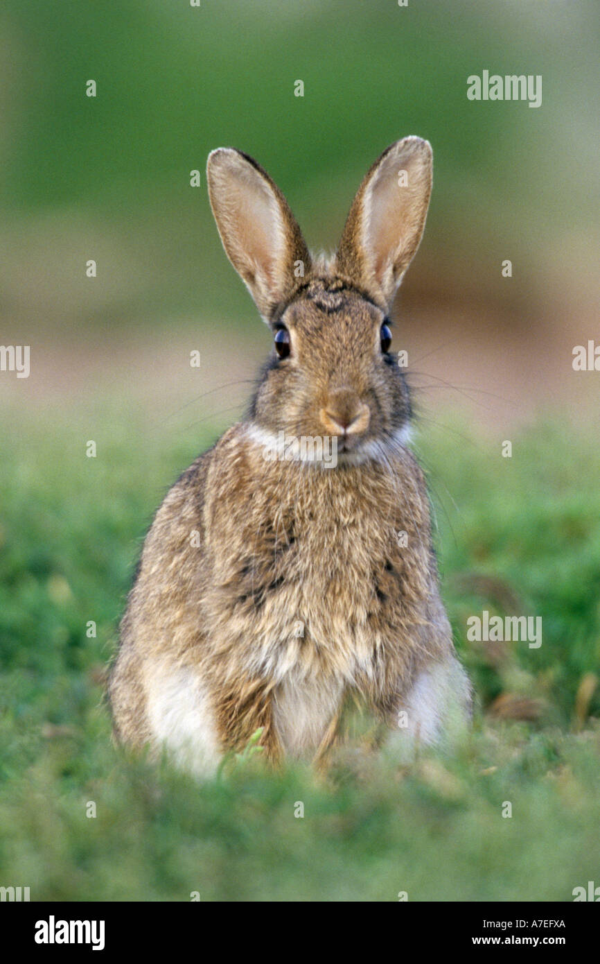 Wild Rabbit Oryctolagus cuniculus Stock Photo - Alamy