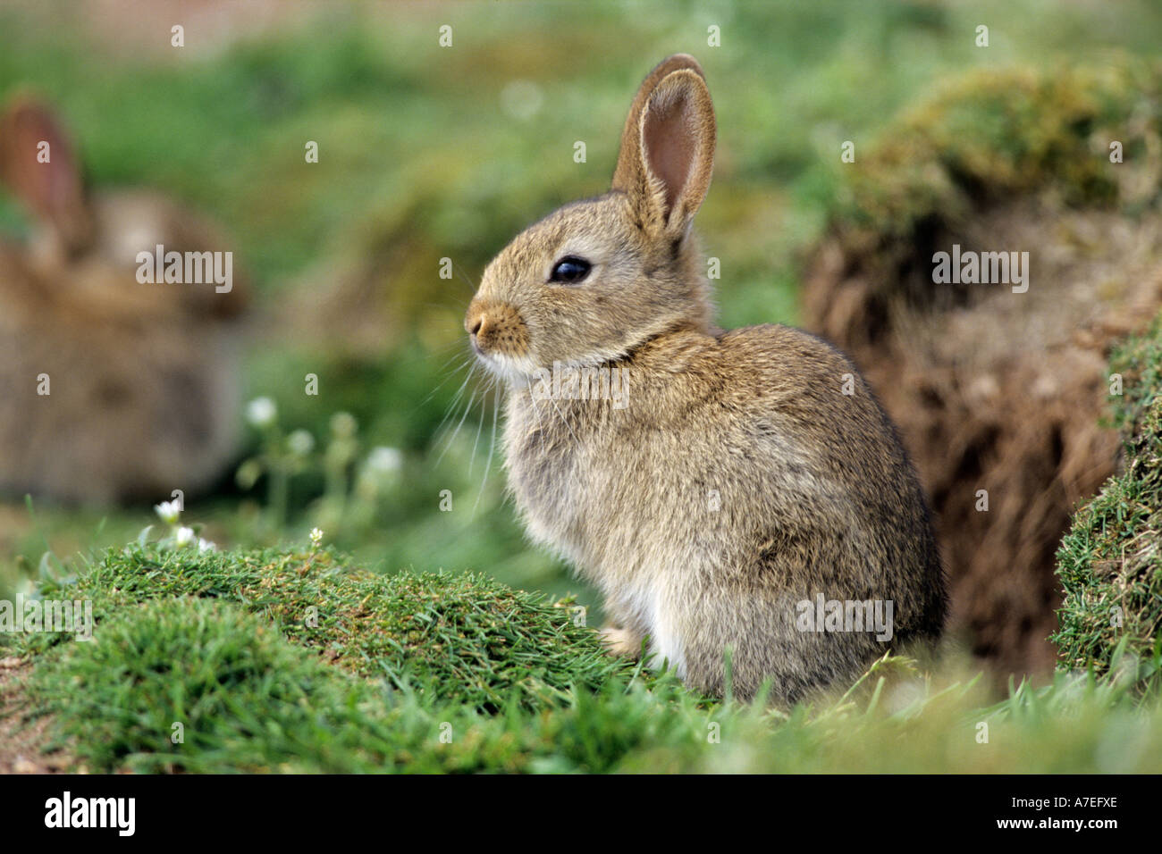 Wild Rabbit Oryctolagus cuniculus Stock Photo - Alamy