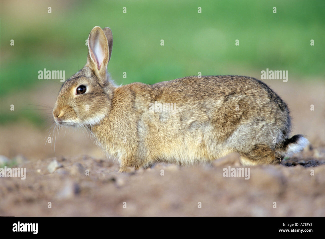 Sidewards view hi-res stock photography and images - Alamy