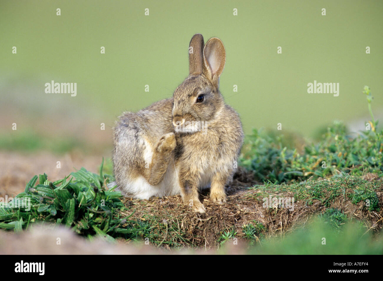 Rabbit scratching hi-res stock photography and images - Alamy