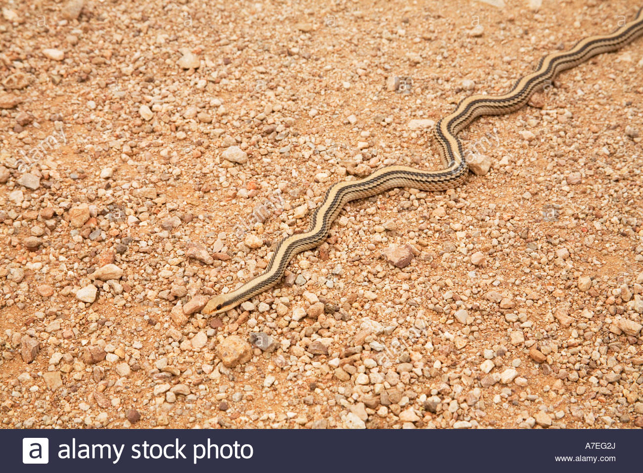 Western Patch Nosed Snake High Resolution Stock Photography and Images ...