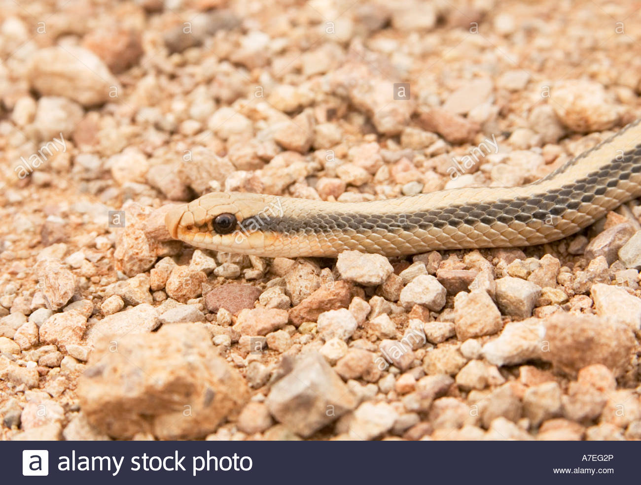 Western Patch Nosed Snake High Resolution Stock Photography and Images ...