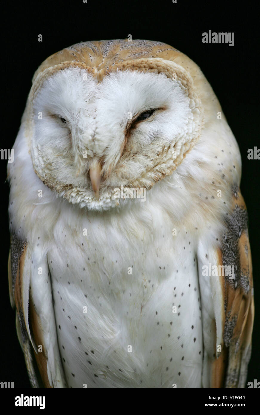 Portrait of a barn owl Stock Photo - Alamy