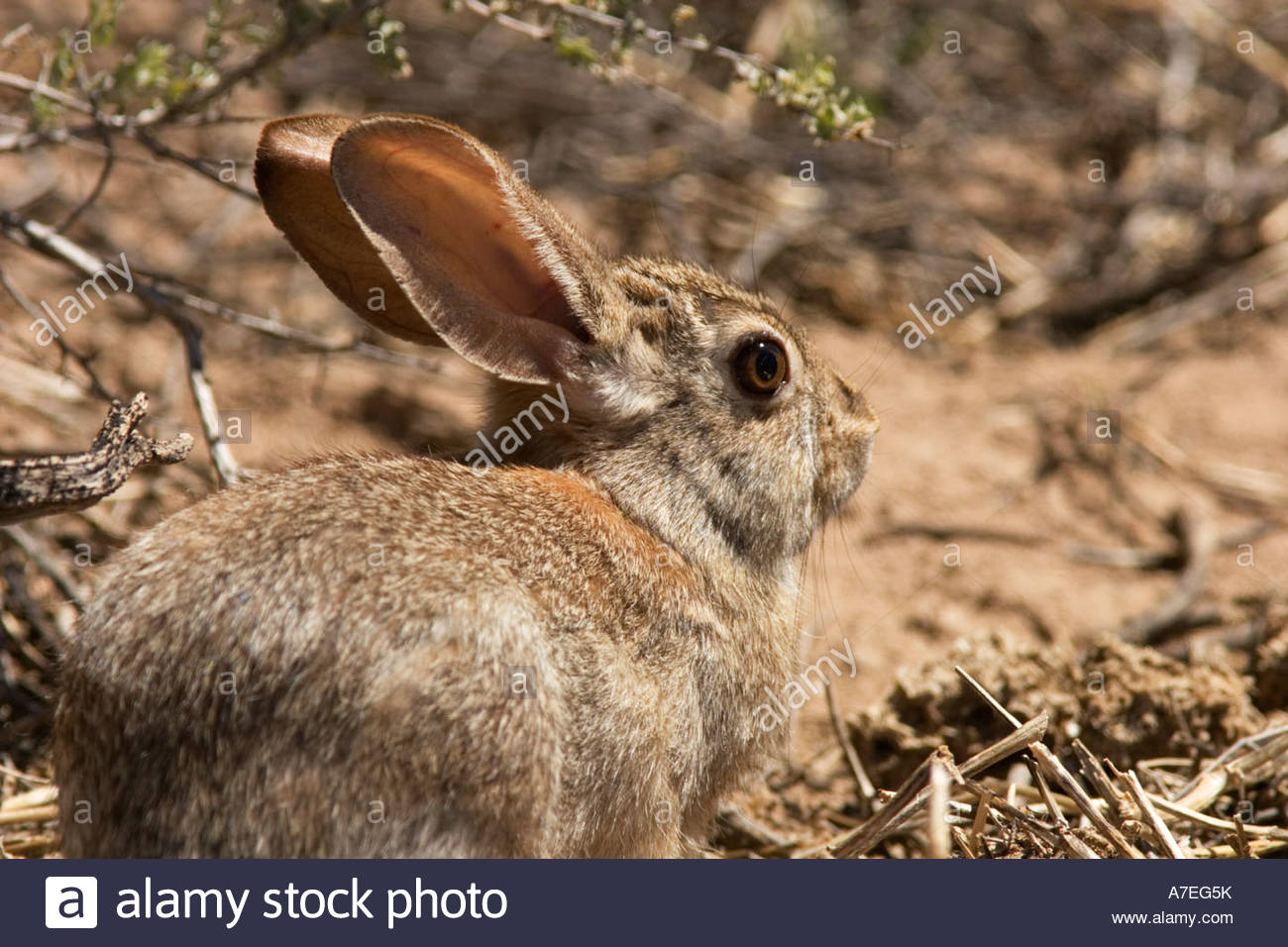 Desert Cottontail Rabbits High Resolution Stock Photography and Images ...