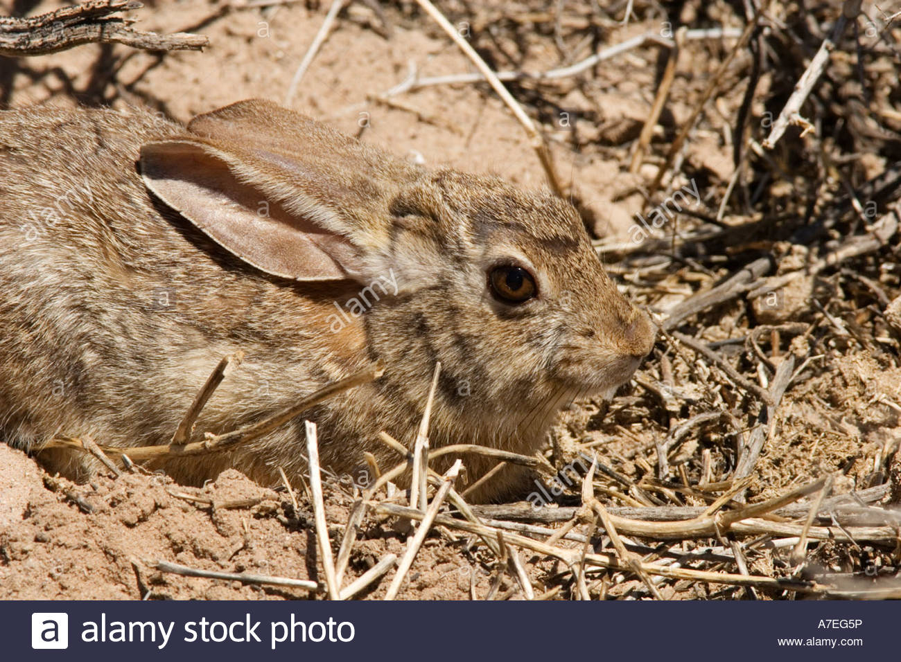 Desert Cottontail Rabbits High Resolution Stock Photography and Images ...