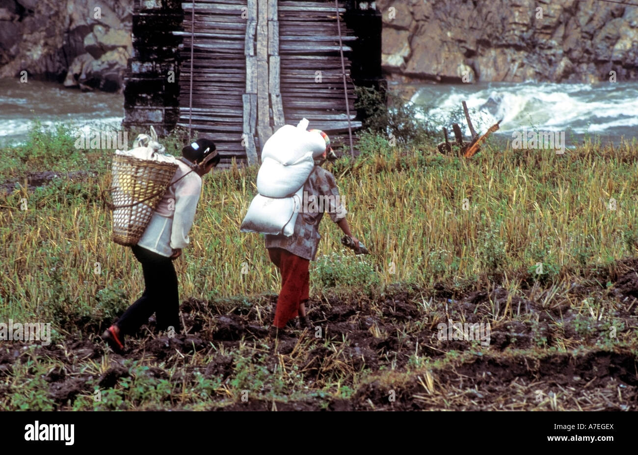 Two people crossing a field carrying sacks of rice on their backs Stock ...