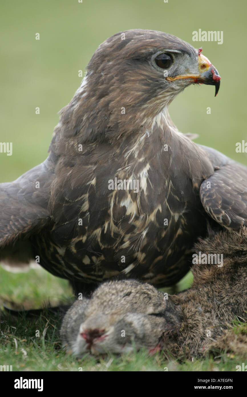 Buzzard guarding its prey Stock Photo - Alamy