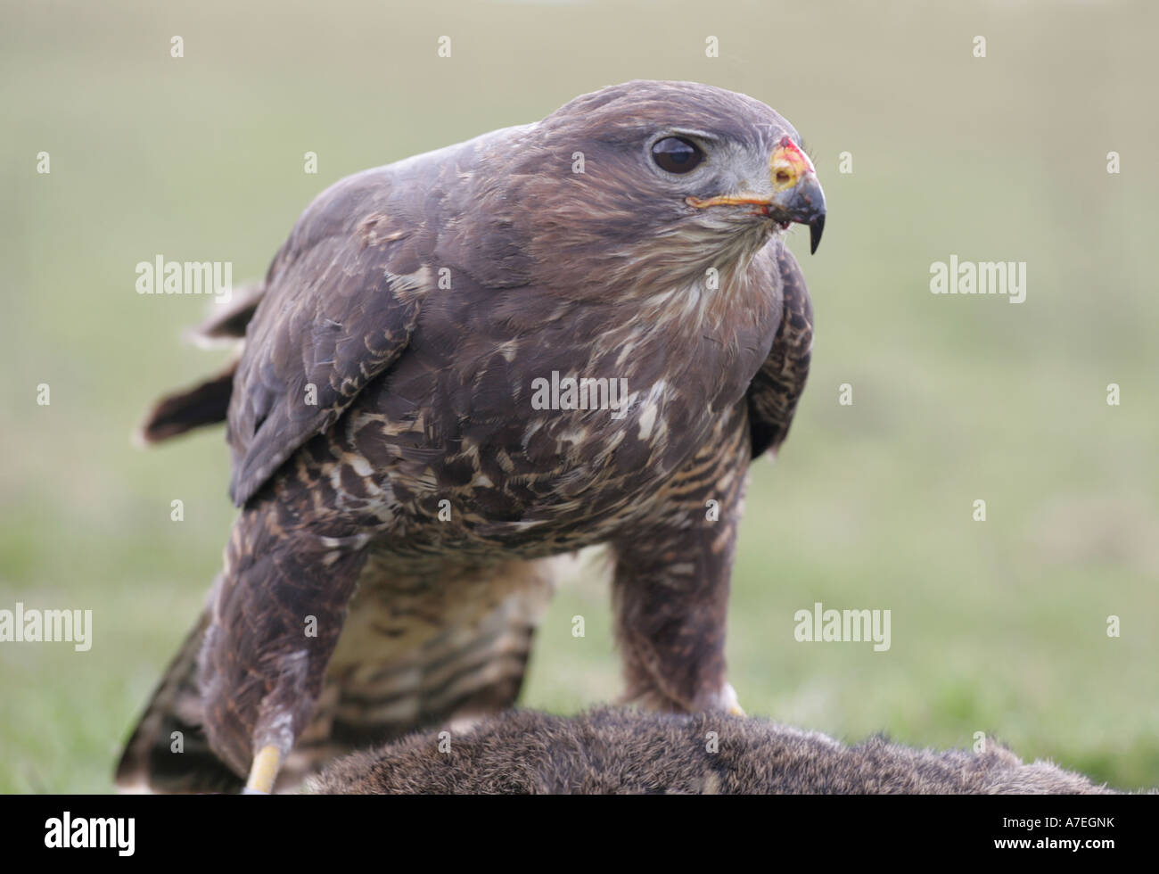 Buzzard eating its prey Stock Photo - Alamy