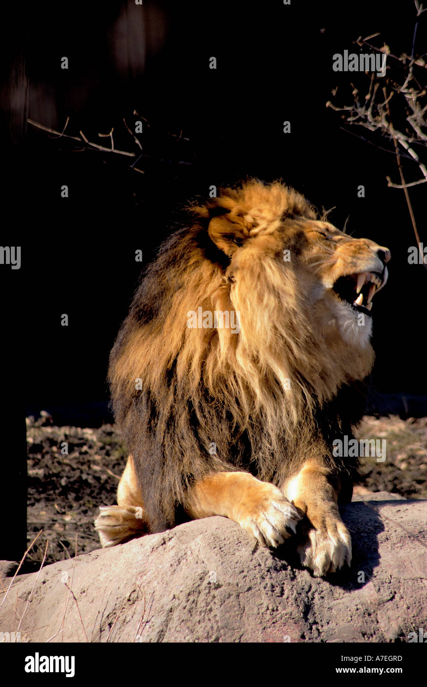 lion showing teeth Stock Photo - Alamy
