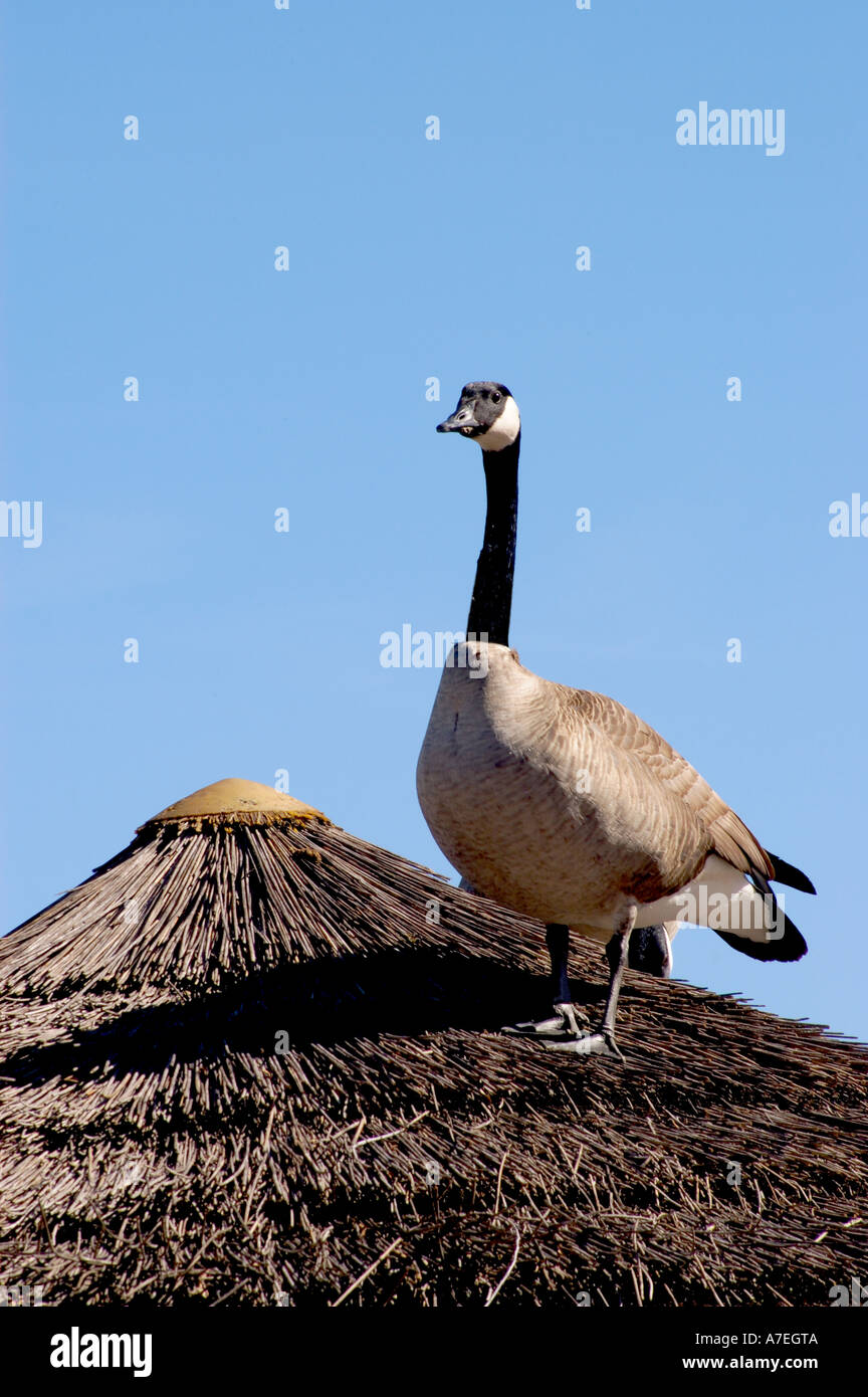 Canada goose on thatched roof Stock Photo - Alamy