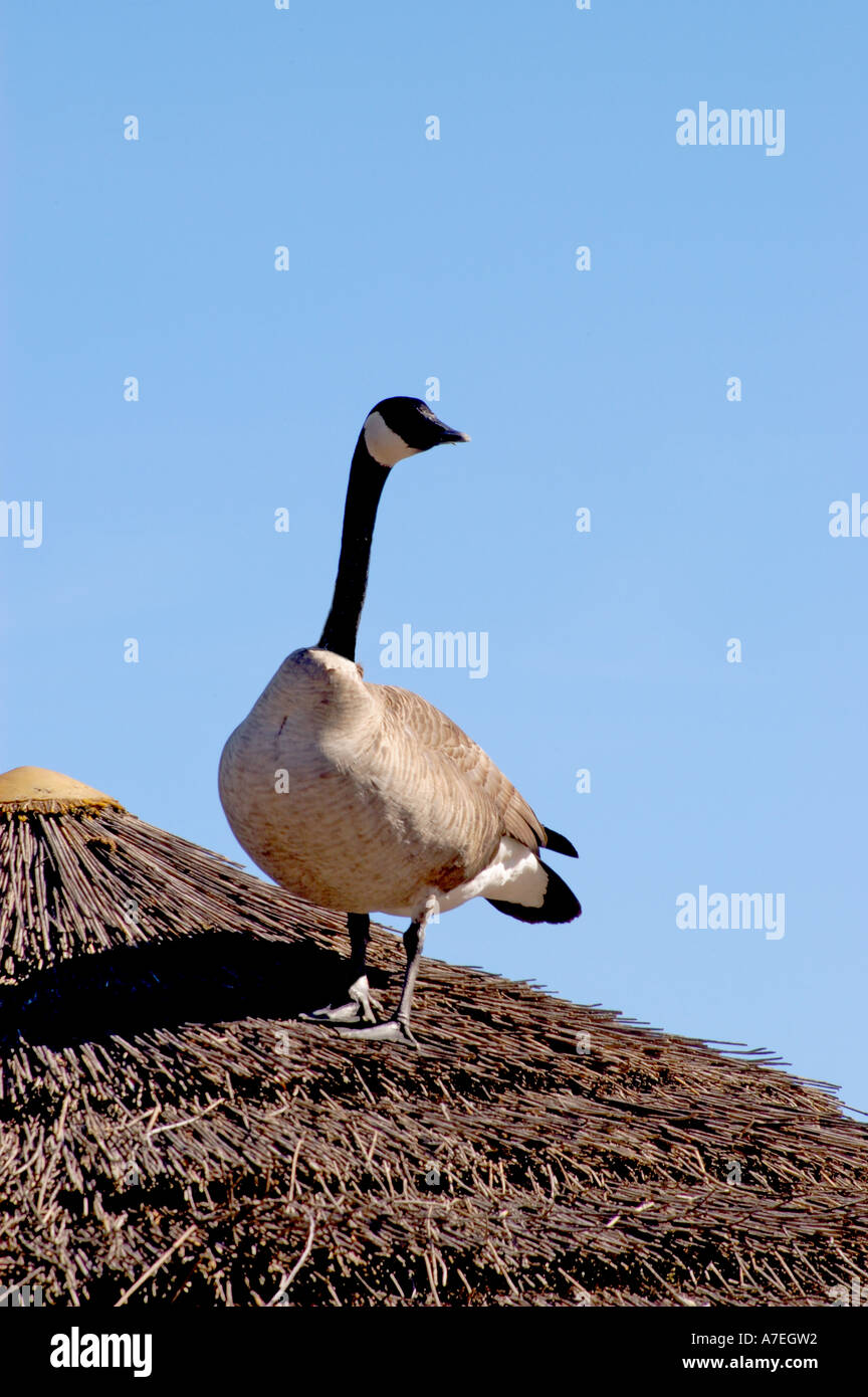 Canada goose on thatched roof Stock Photo - Alamy