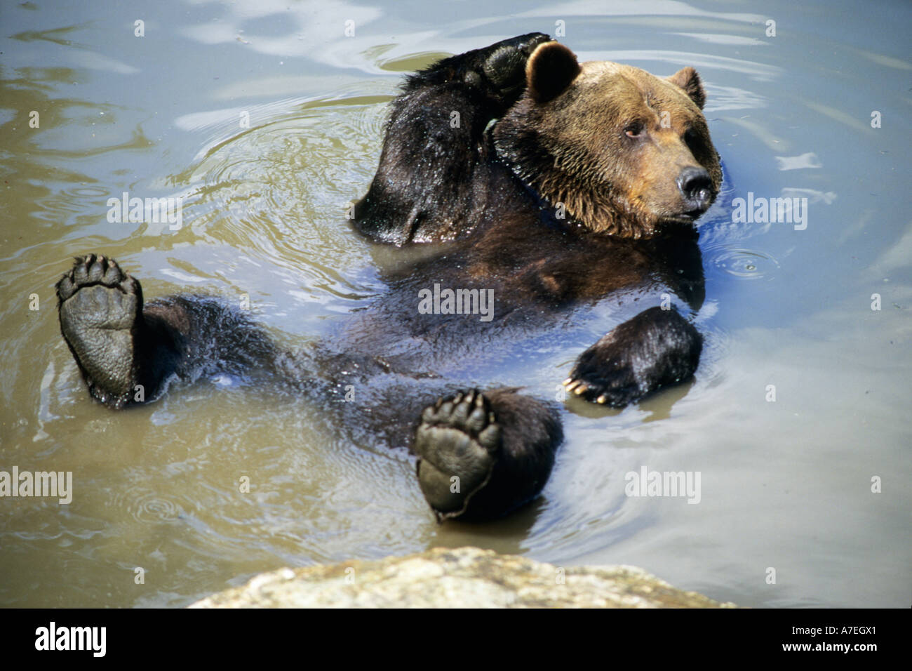 Mature male brown bear hi-res stock photography and images - Alamy