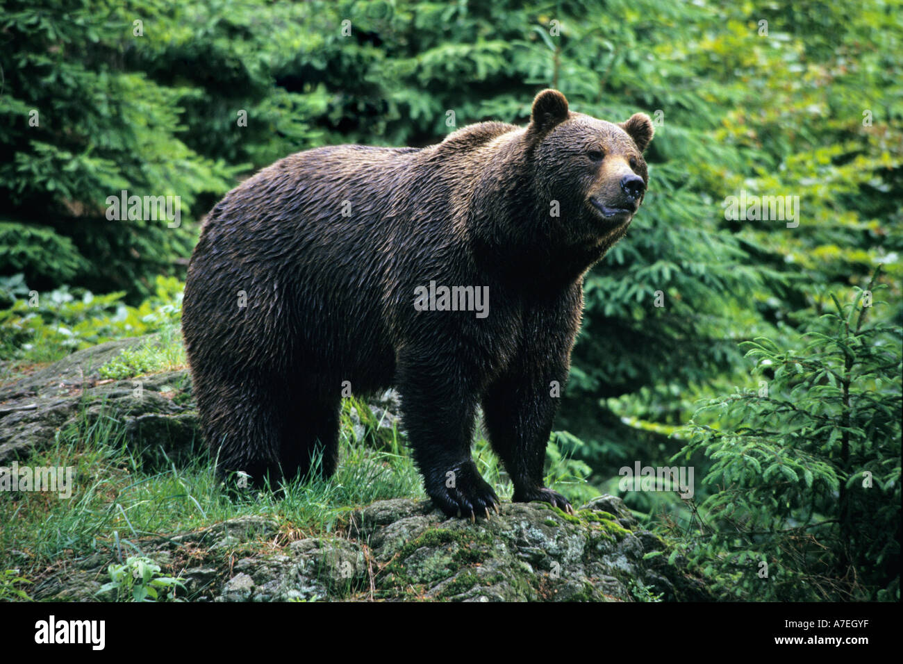 Mature male brown bear hi-res stock photography and images - Alamy