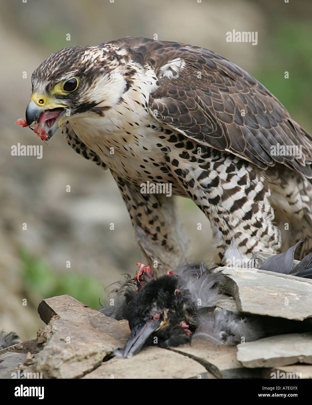 Peregrine falcon eating its prey Stock Photo - Alamy