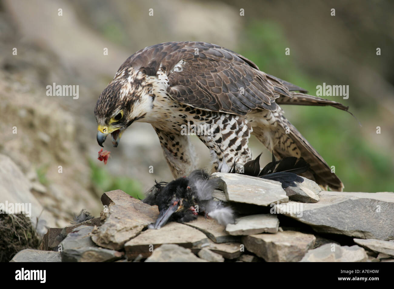 Peregrine falcon eating its prey Stock Photo - Alamy