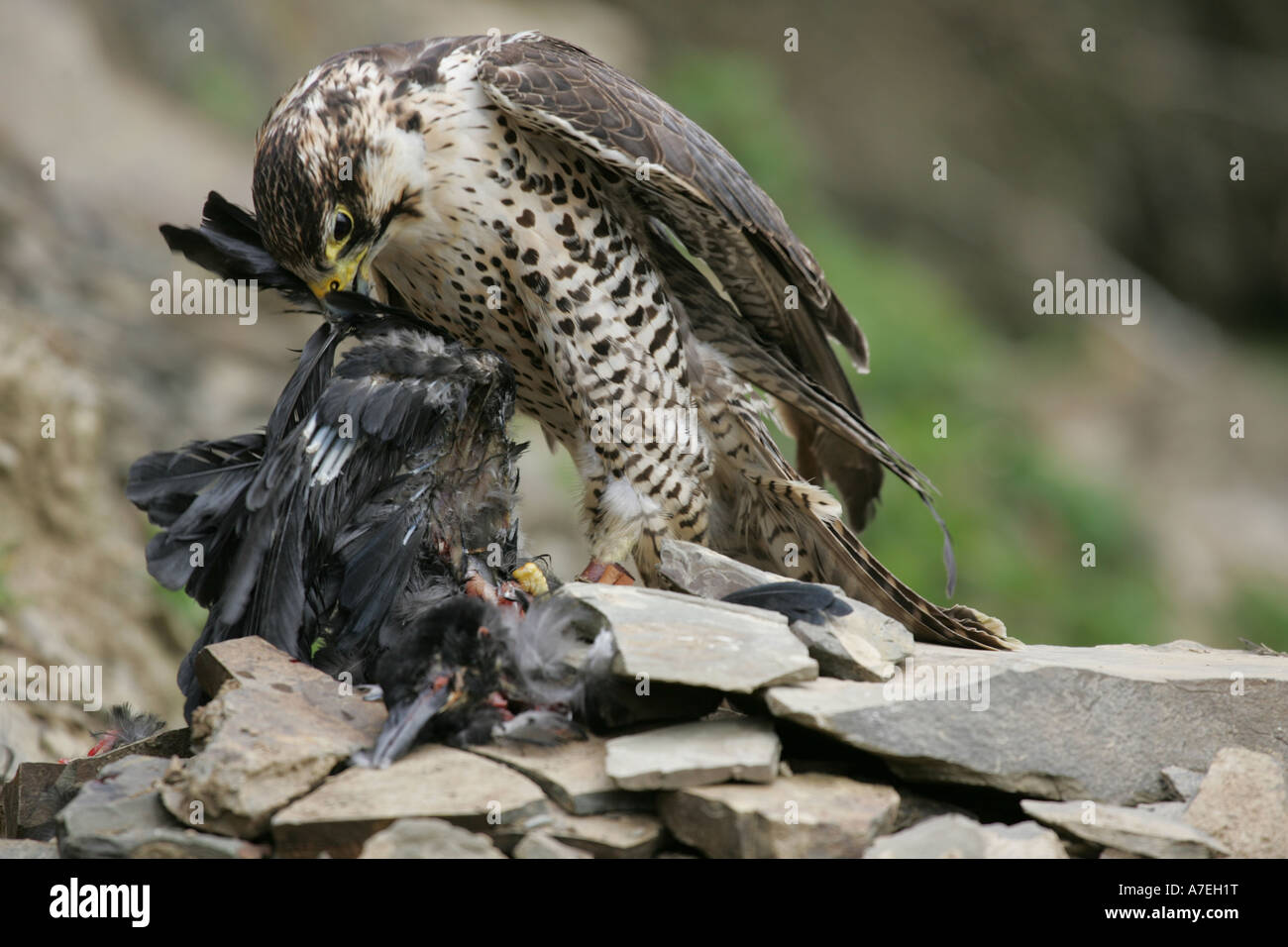 Peregrine falcon eating its prey Stock Photo - Alamy