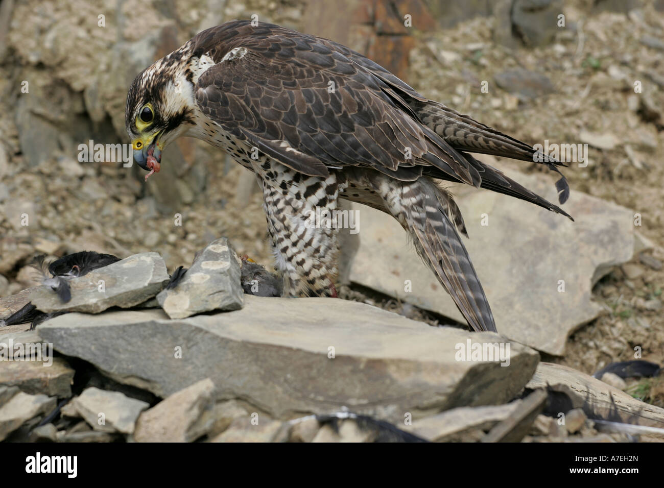 Peregrine falcon eating its prey Stock Photo - Alamy