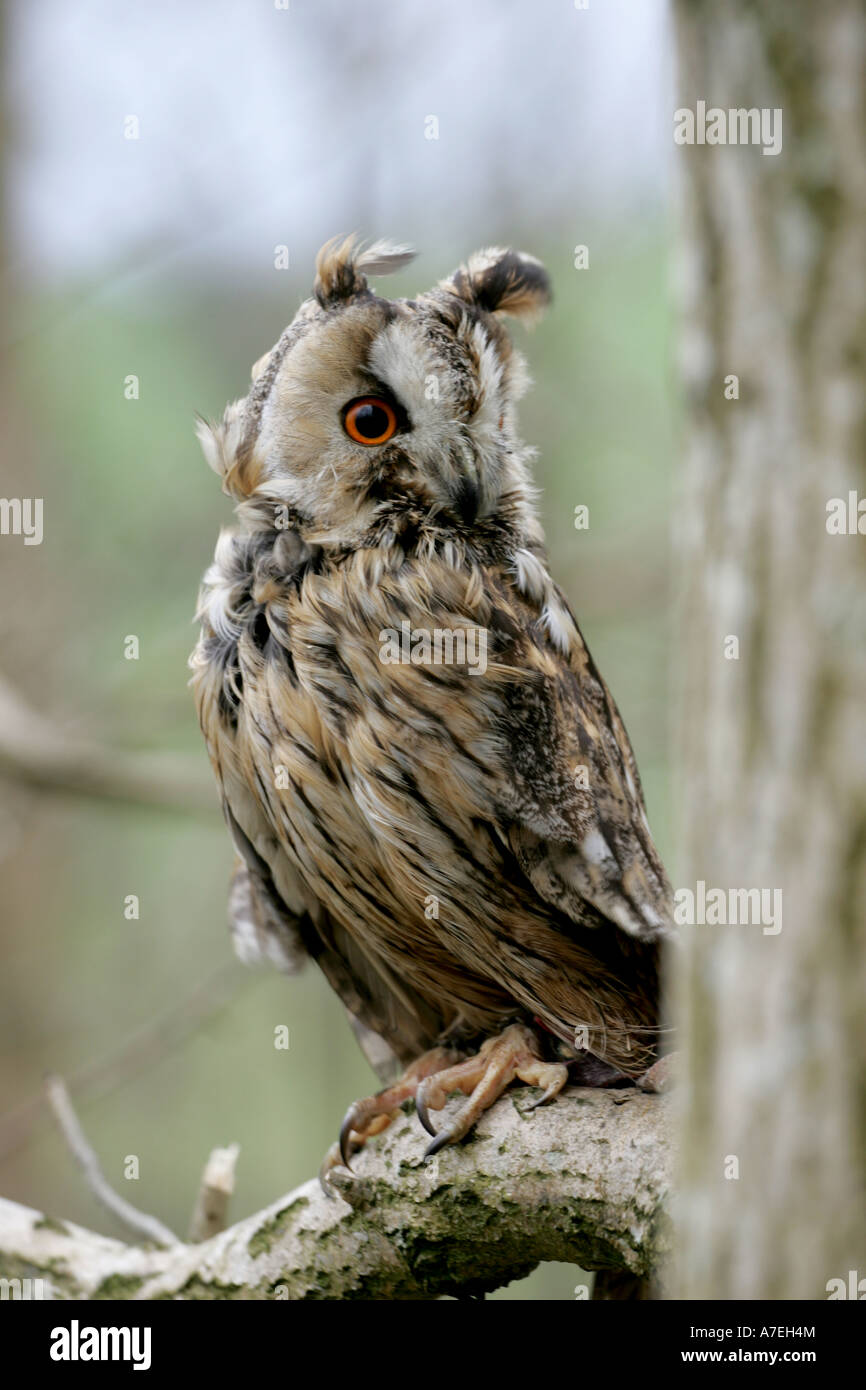 Long eared owl Stock Photo - Alamy