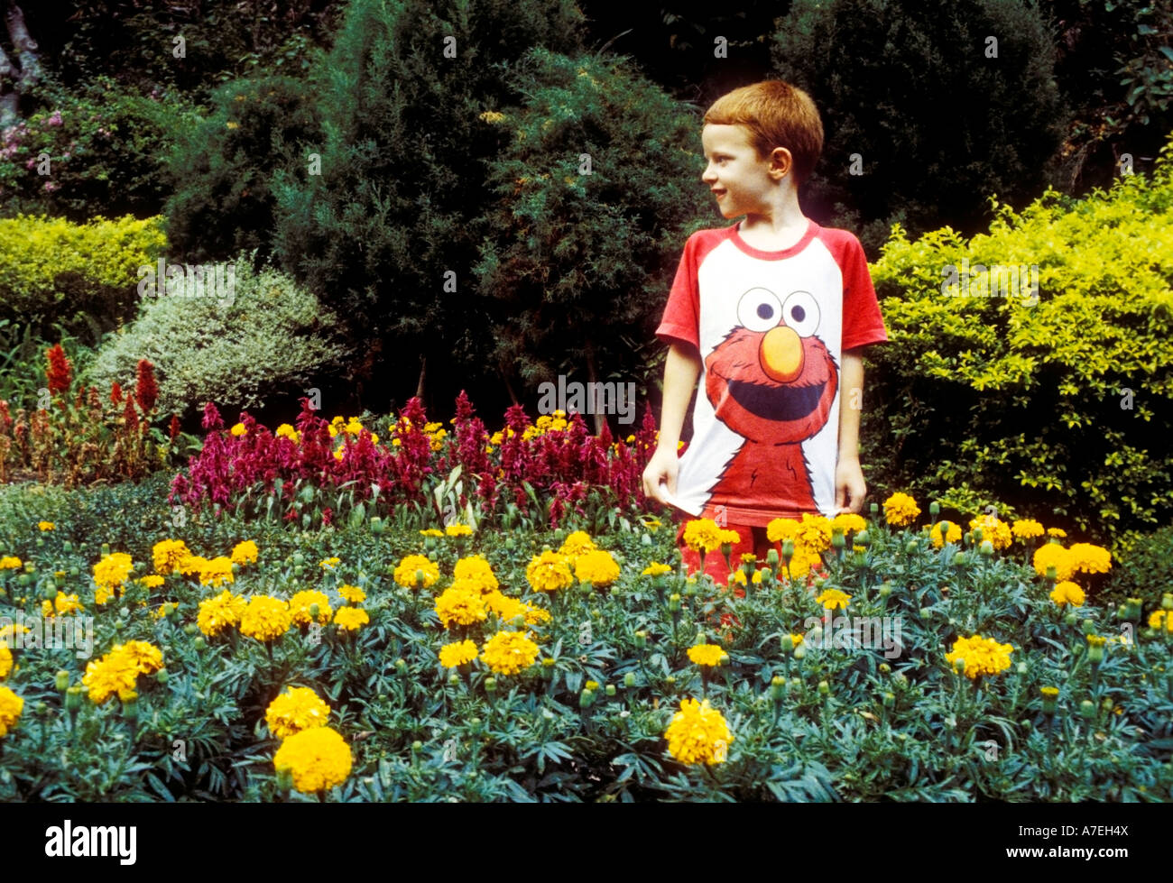 Young red head boy standing in a garden wearing an Elmo t shirt Stock ...