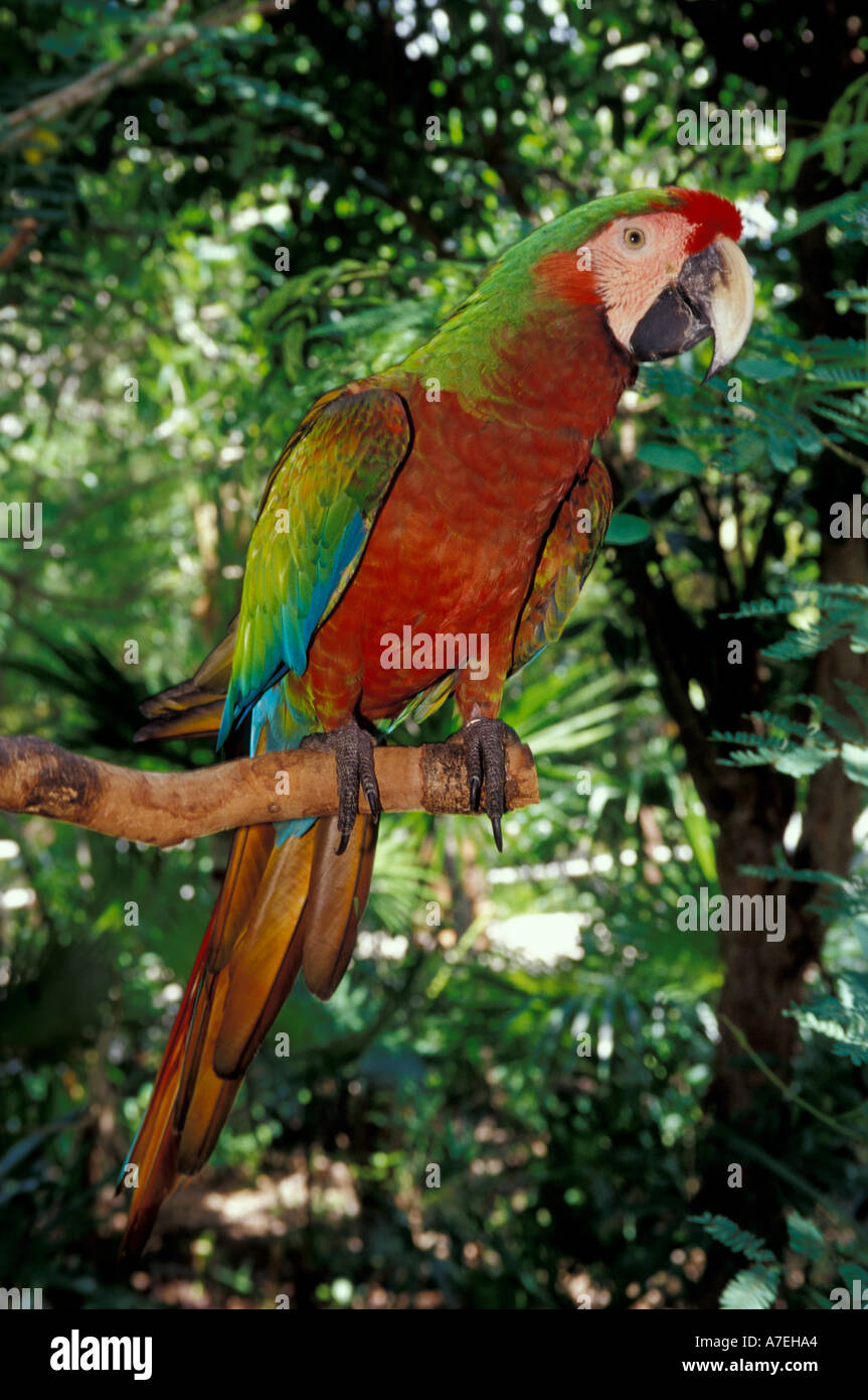 Mexico, Riviera Maya. Scarlet macaw at Xcaret Stock Photo - Alamy