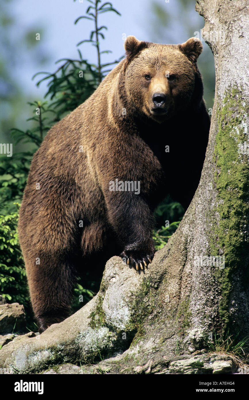 Mature male brown bear hi-res stock photography and images - Alamy