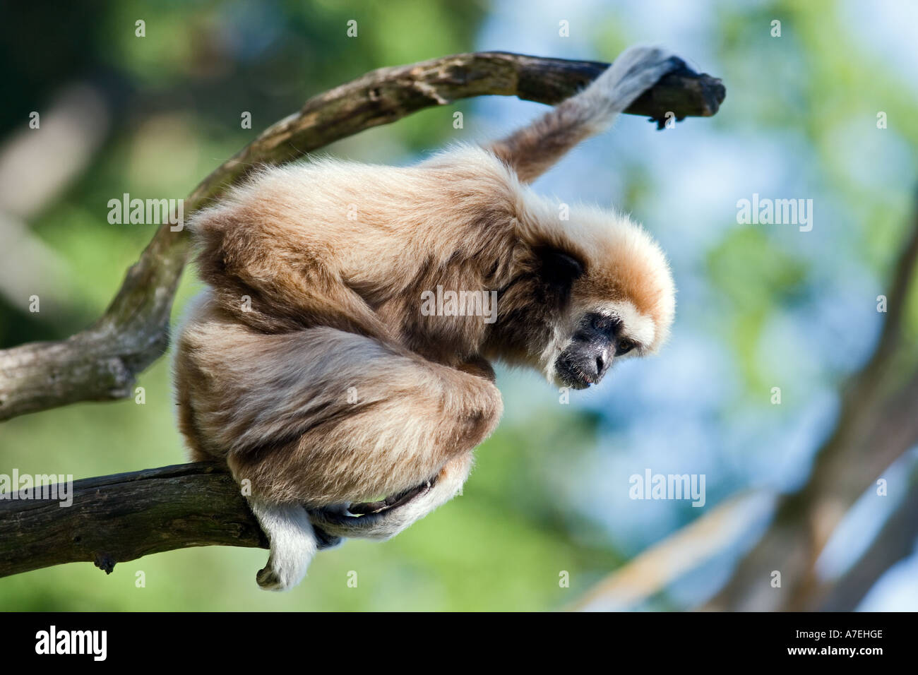 White-handed Gibbon (Hylobates lar Stock Photo - Alamy