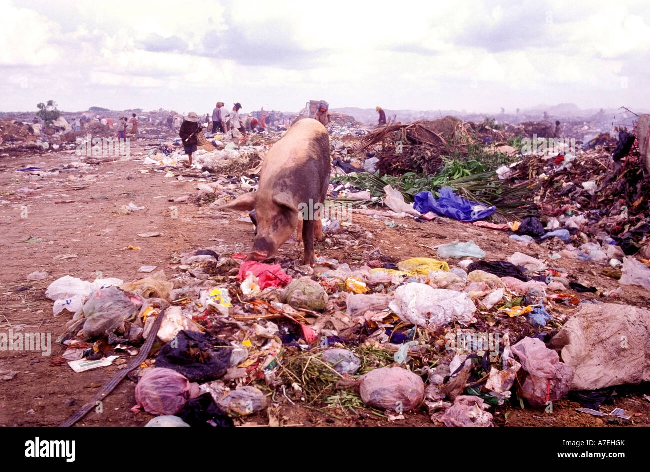 Pig scavenging through trash on Phnom Penh s Steung Meanchey rubbish ...
