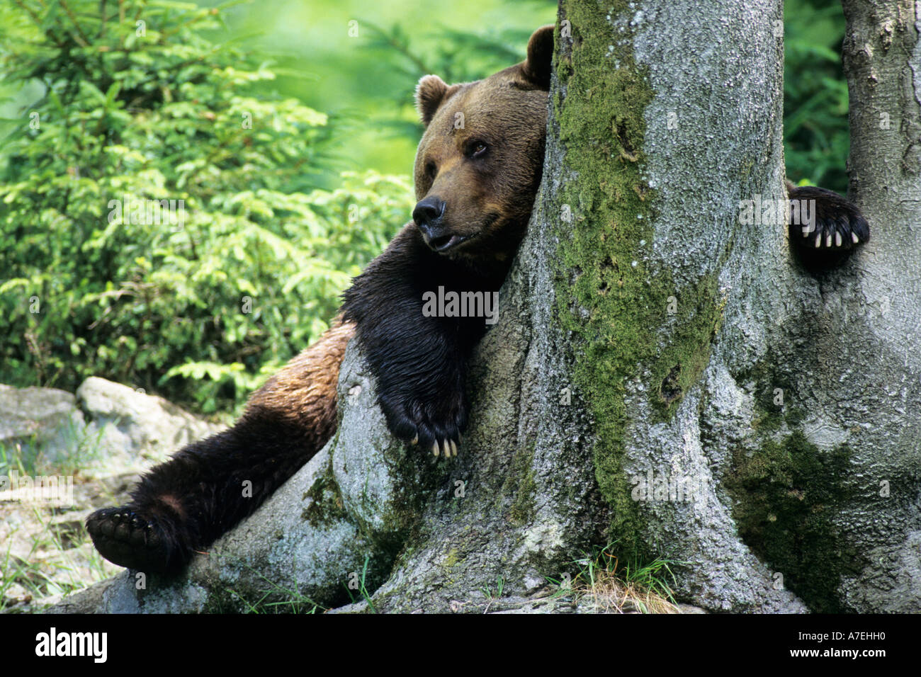 Mature male brown bear hi-res stock photography and images - Alamy