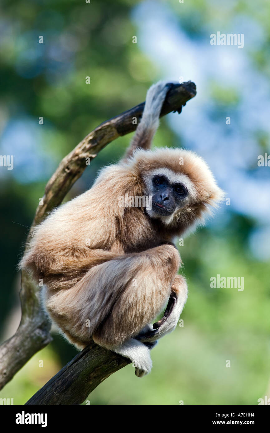 White handed gibbon Stock Photo - Alamy