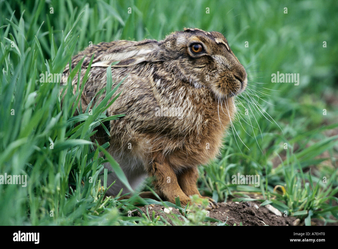 European Brown Hare Lepus europaeus Stock Photo - Alamy