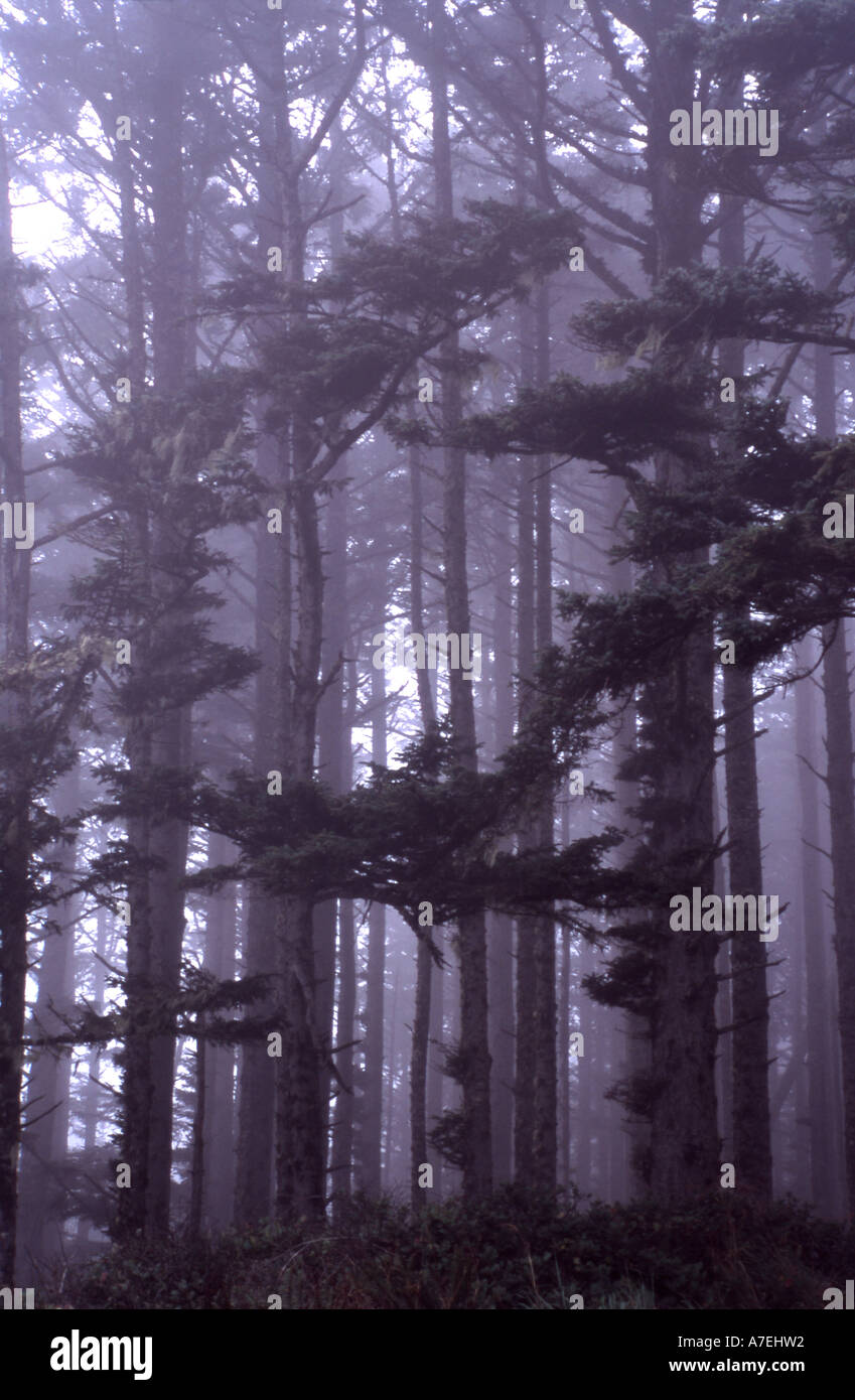 Oregon Coast trees surrounded with fog Stock Photo - Alamy