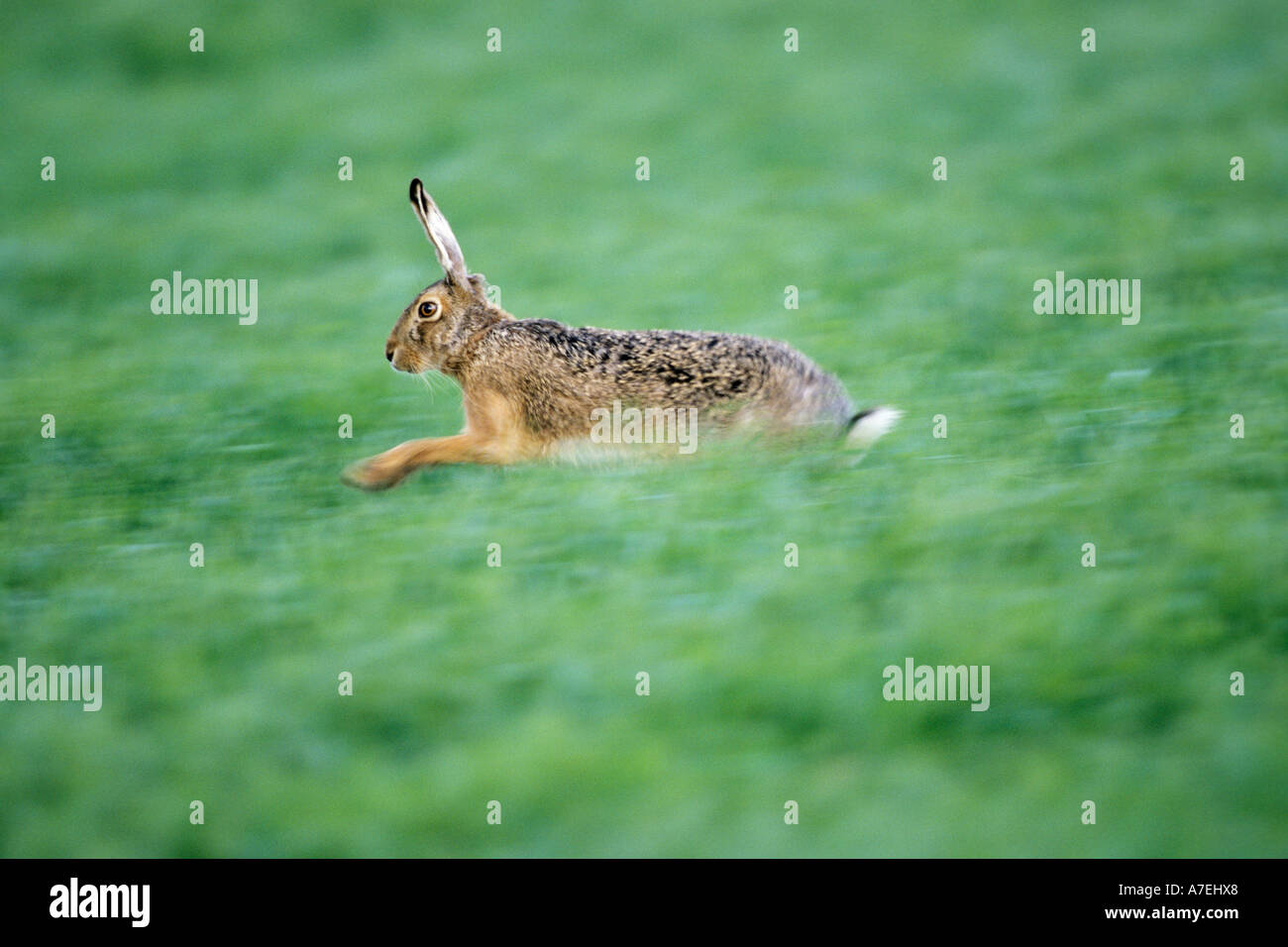 Fleeing hare hi-res stock photography and images - Alamy