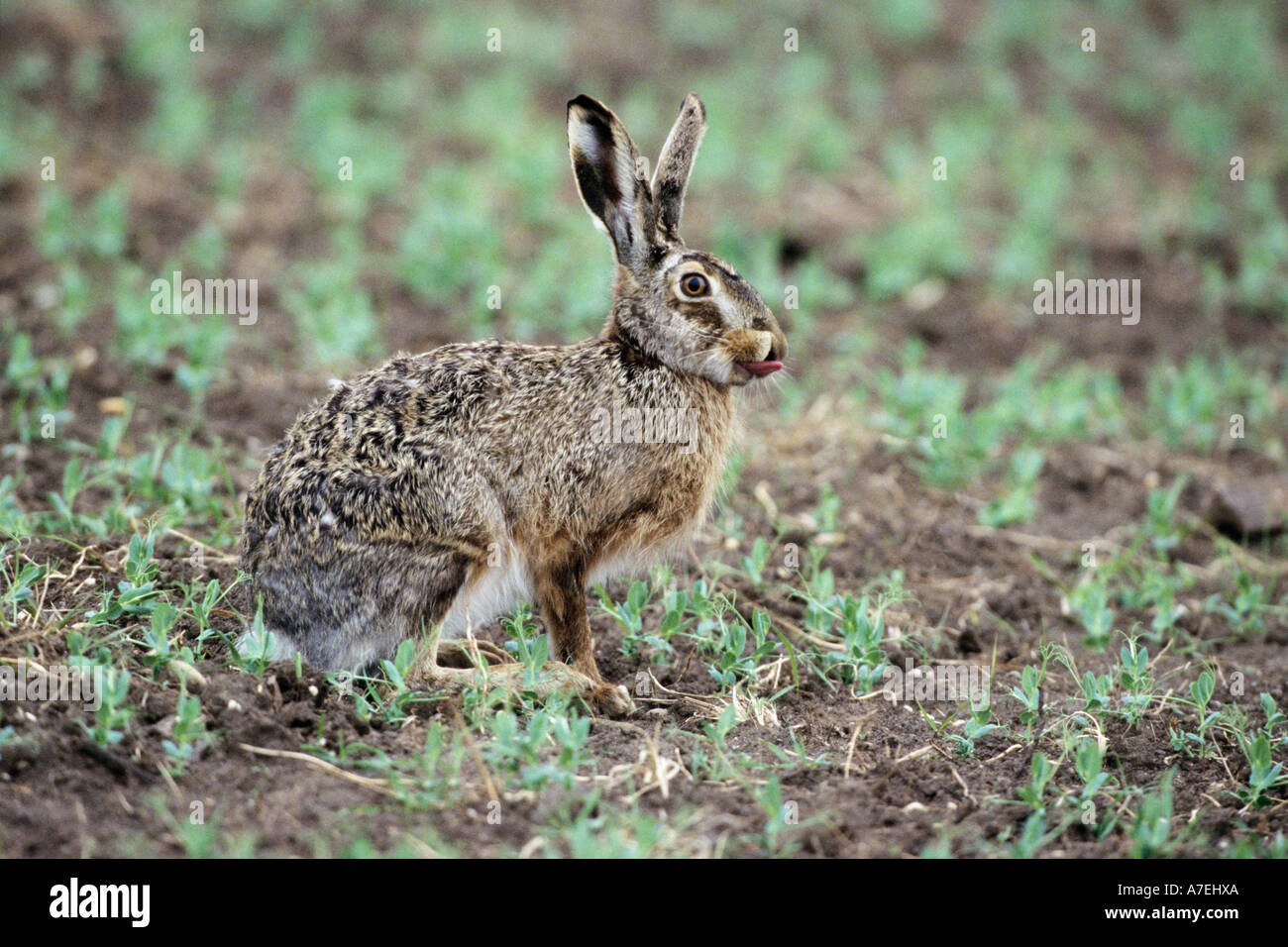 Hare lips hi-res stock photography and images - Alamy
