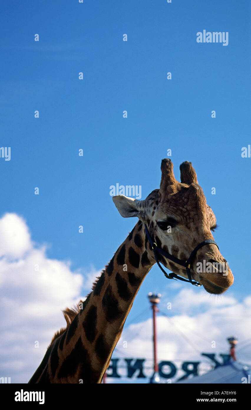 Sept 27, 2002 - Giraffe in front of Zirkus Krone at Heiligengeistfeld ...