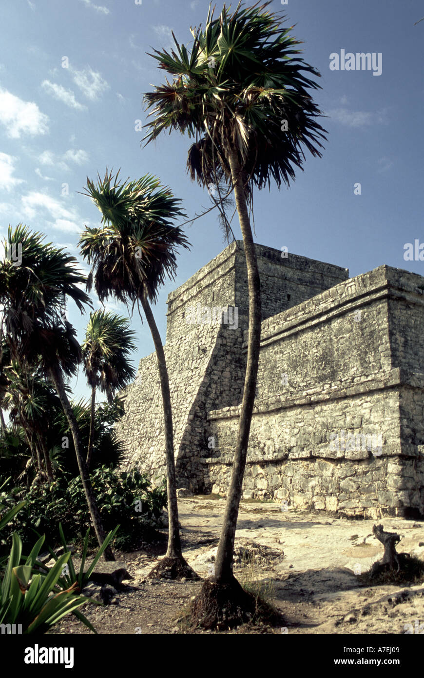 North America, Mexico, Yucatan, El Castillo and palms. Mayan ruins of ...