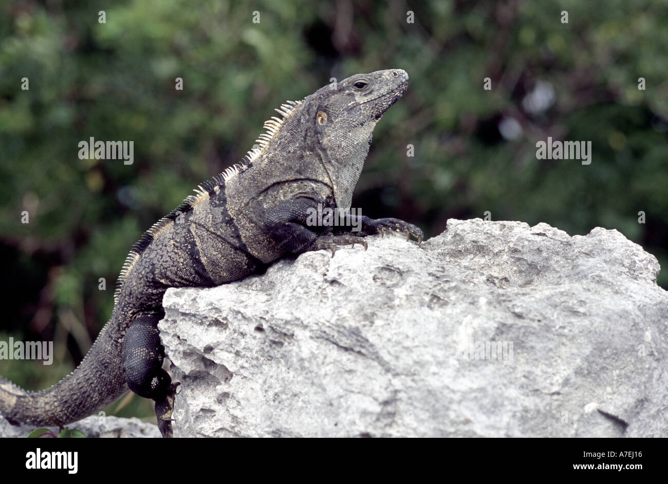 North America, Mexico, Yucatan. Mayan ruins of Tulum. Iguana Stock ...