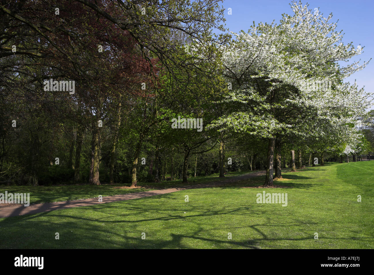 Spring Blossom, Abington Park, Northampton, Northamptonshire, England ...