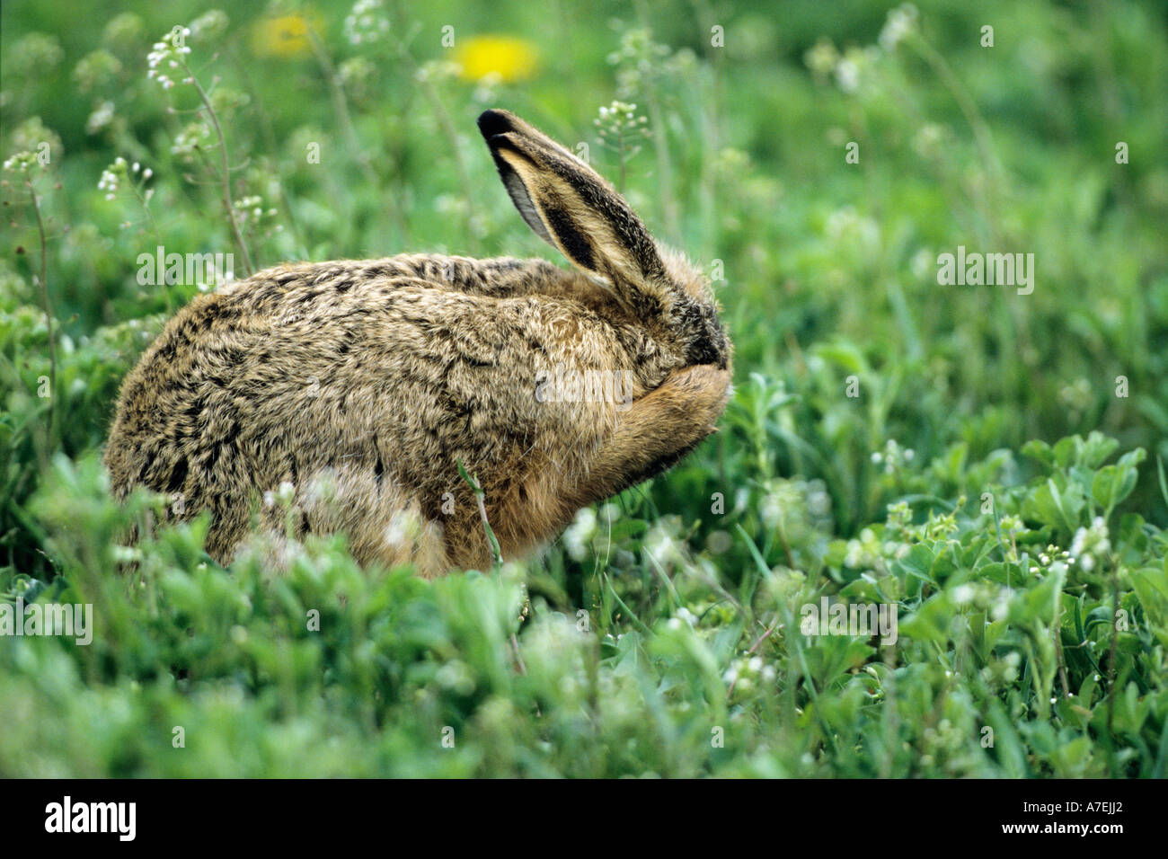 European Brown Hare Lepus europaeus Stock Photo - Alamy