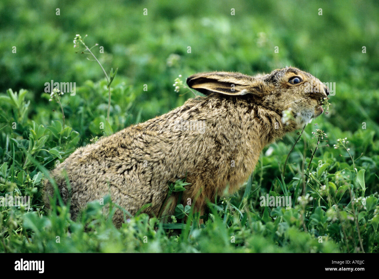 European Brown Hare Lepus europaeus Stock Photo - Alamy